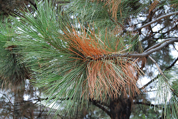 Pine and Spruce Trees Losing Needles in the Fall | Mountain High / SavATree