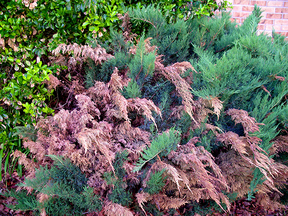 Voles in Denver | Mountain High / SavATree