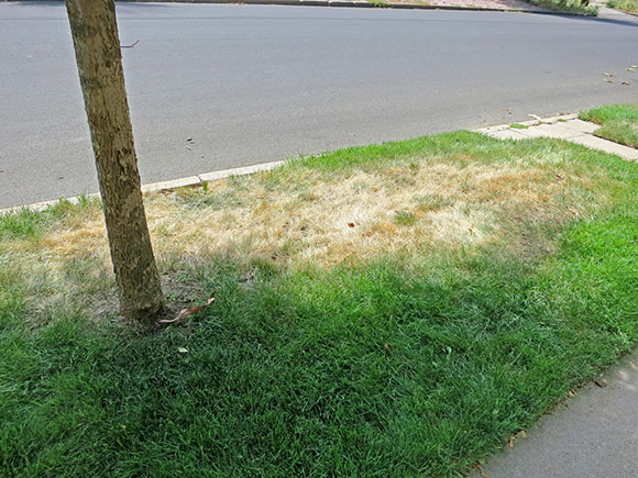 Lawn Mite Damage in Denver | Mountain High / SavATree