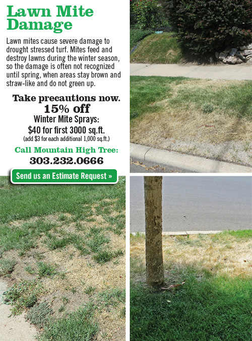 Lawn mites: A pest causing damage now in our lawns!!! | Mountain High ...