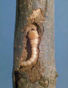 Wood Boring Insects of Ash Trees | Mountain High / SavATree