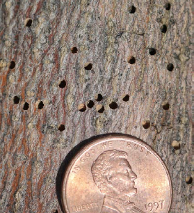 Wood Boring Insects of Ash Trees | Mountain High / SavATree