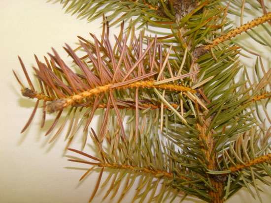 Denver Tree Care Tips – Salt Accumulation | Mountain High / SavATree