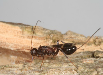 Emerald Ash Borer Predator Introduced in Boulder, Colorado | Mountain ...