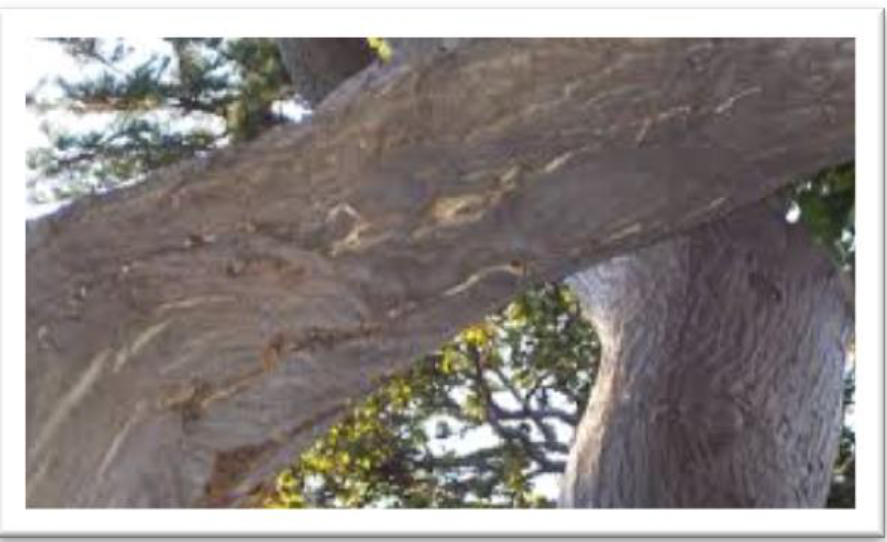 Winter is the perfect time to check tree structures! | Mountain High ...