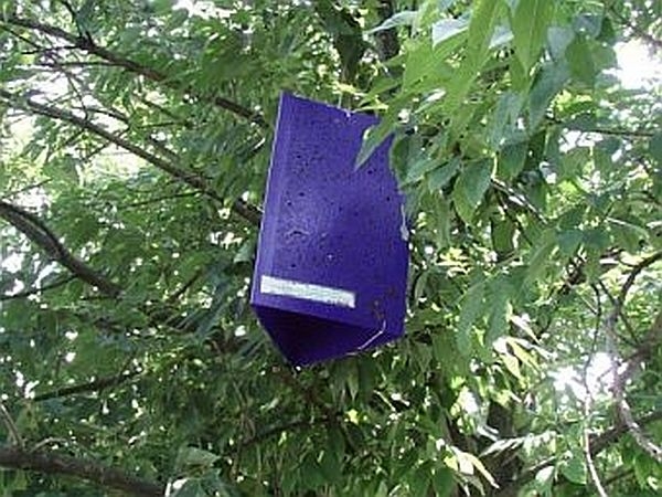 Emerald Ash Borer Traps at Denver Botanic Gardens - Mountain High ...