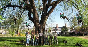 Tree Top Times Blog | Mountain High Tree, Lawn & Landscape Co. | Denver ...